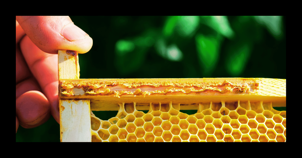 How To Harvest Propolis?: Discover The Rewarding Benefits!