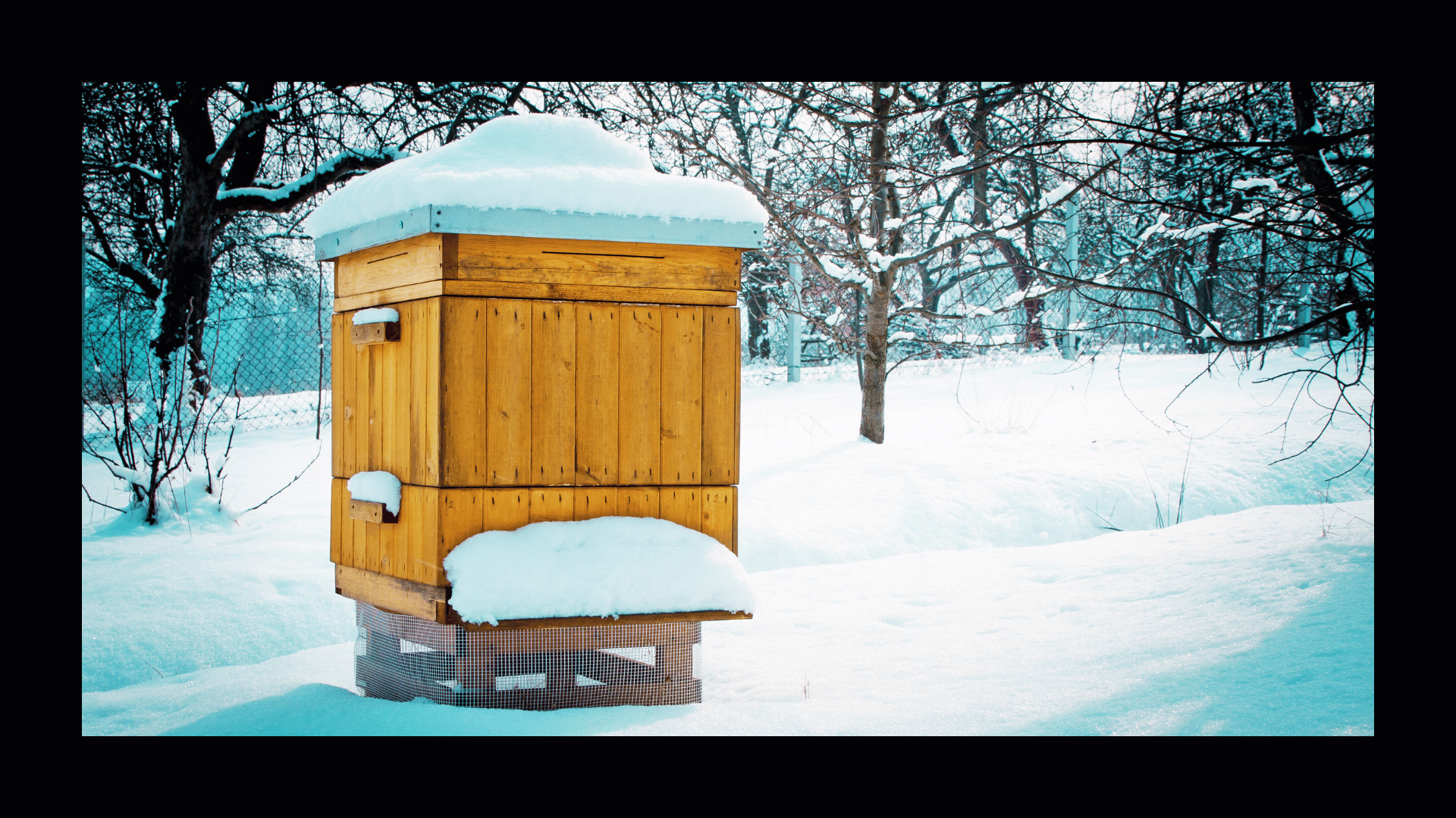 How To Winterize A Beehive?: 10 Essential Steps To Ensure A Thriving ...