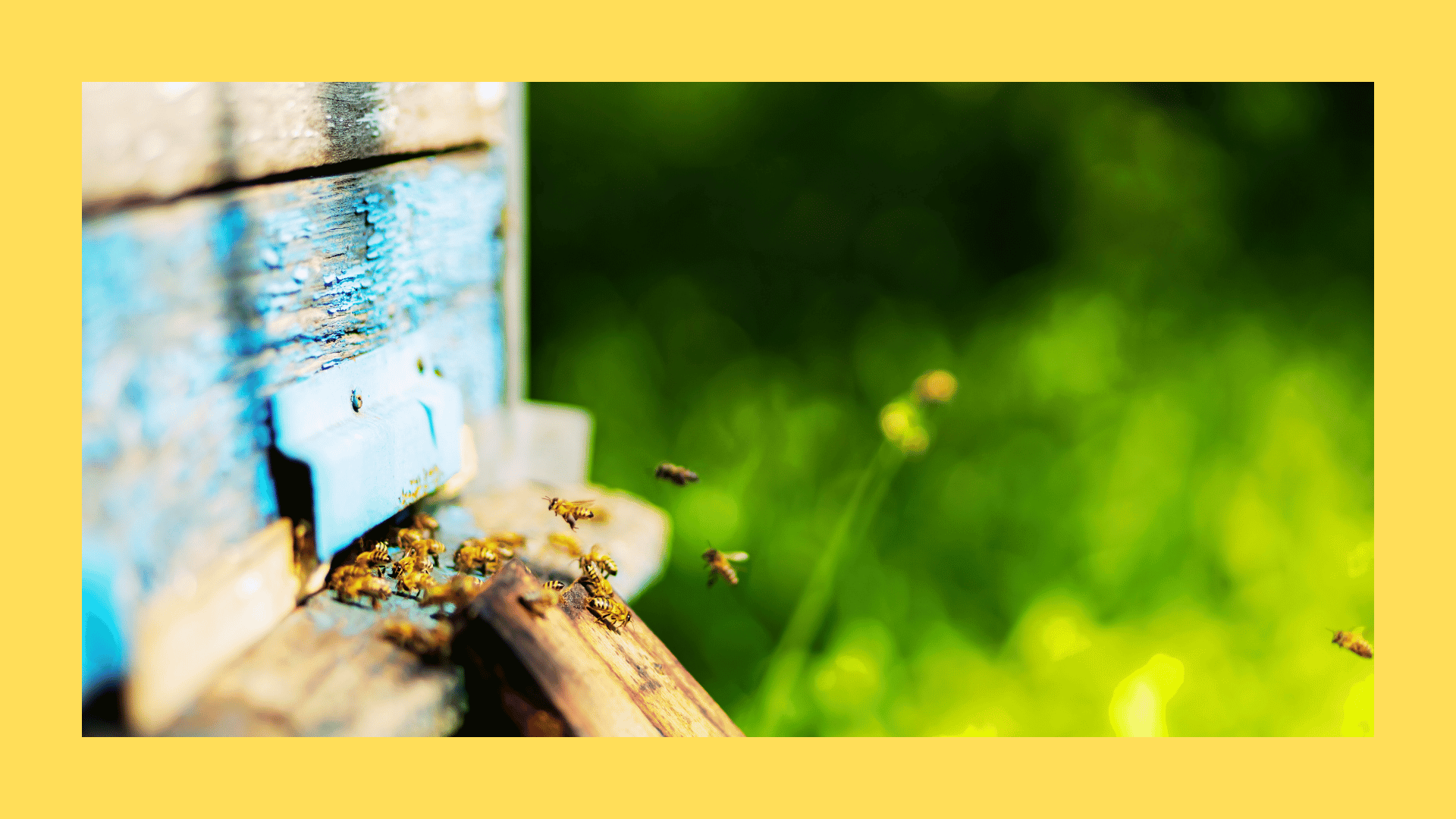 How To Get Bees For Your Hive?: 5 Proven Ways To Acquire Bees