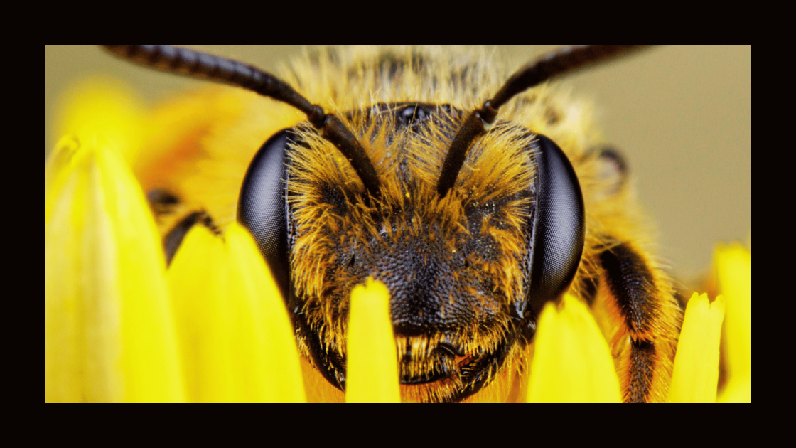 Fascinating Discoveries: Can Male Bees Sting? Unveiling The Truth!