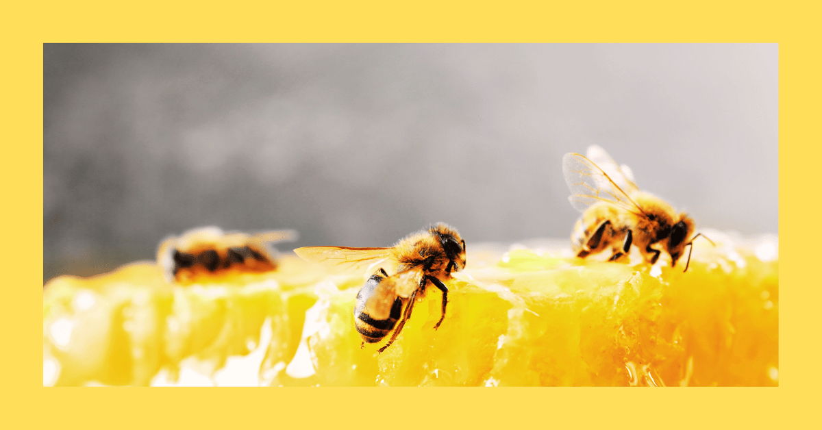 How To Harvest Propolis?: Discover The Rewarding Benefits!