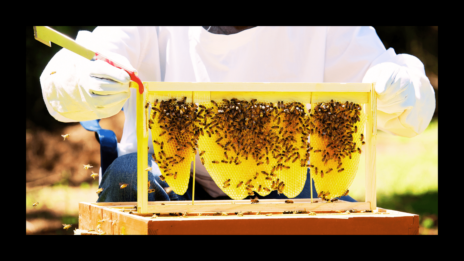 How To Start Beekeeping? The Ultimate Joy!