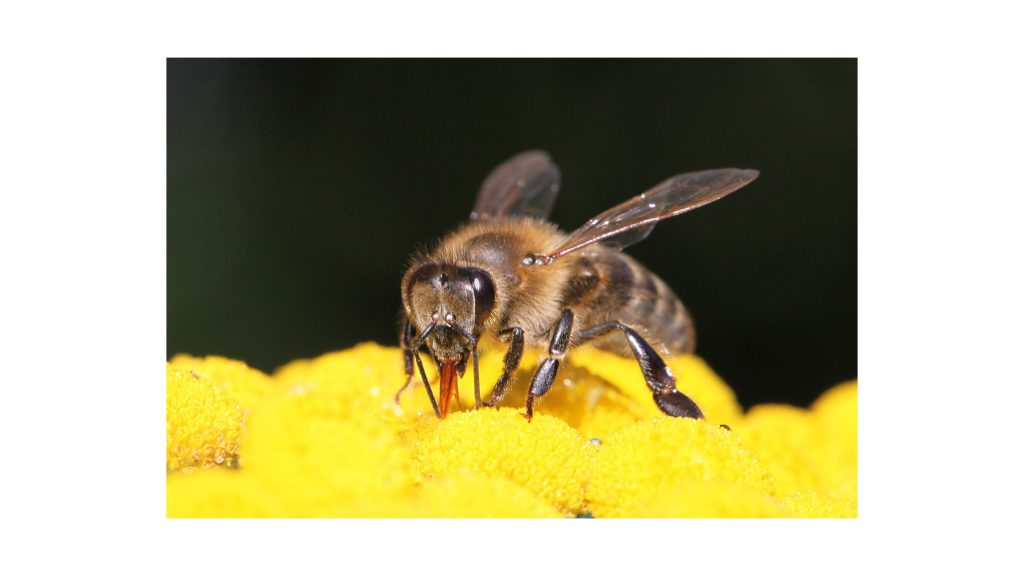 Are Bees Intelligent?