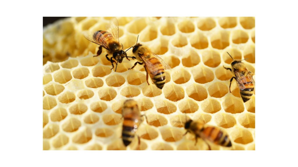 Are Bees Intelligent?