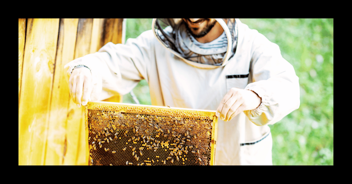 How To Harvest Propolis?: Discover The Rewarding Benefits!
