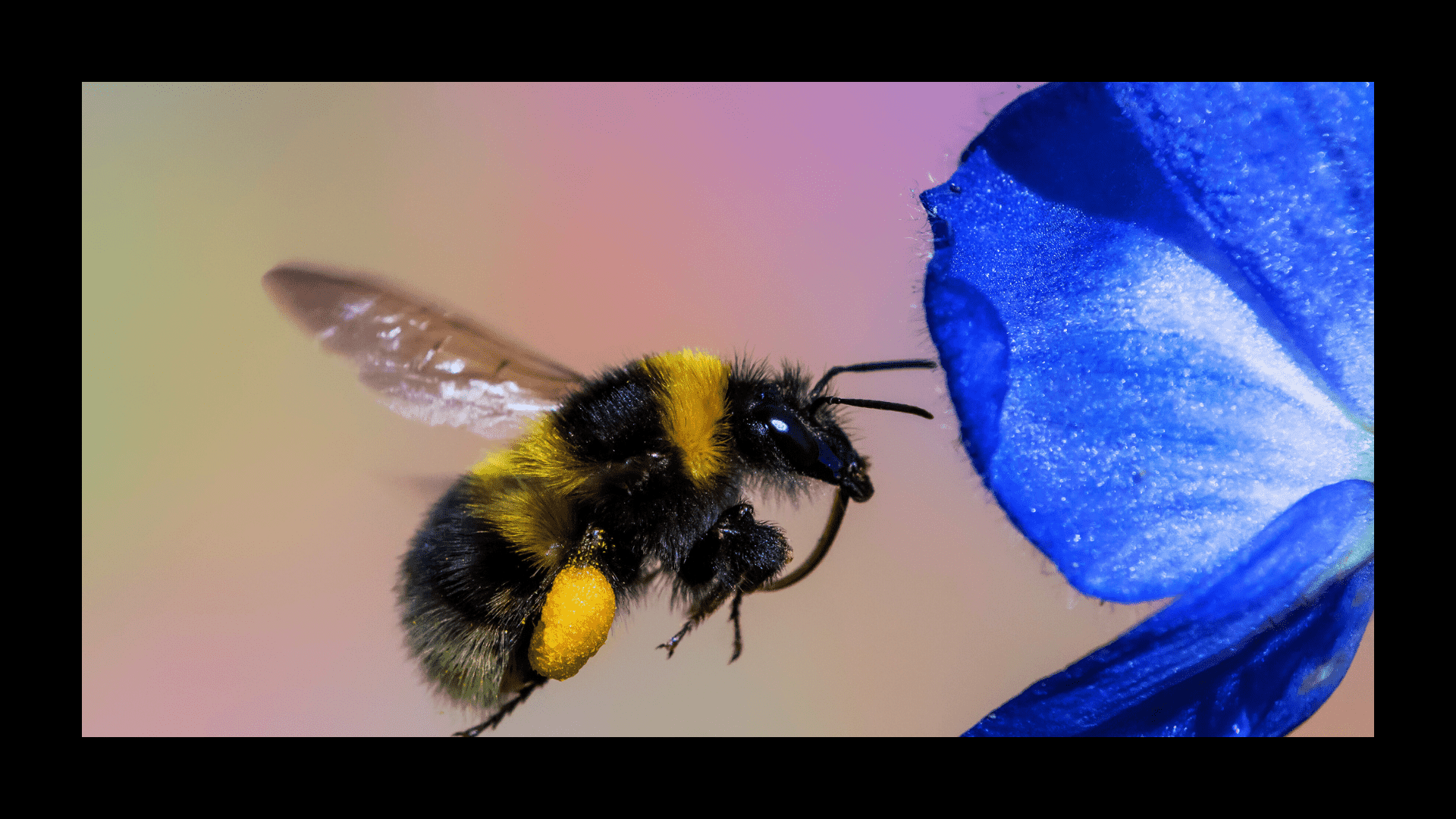 Do Bumble Bees Die When They Sting? The Heartbreaking Truth With ...