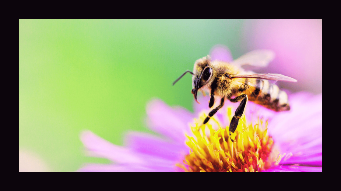 Fascinating Discoveries: Can Male Bees Sting? Unveiling The Truth!