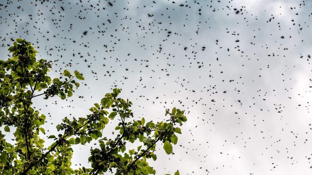 What Is A Swarm And Why Do Bees Do It?