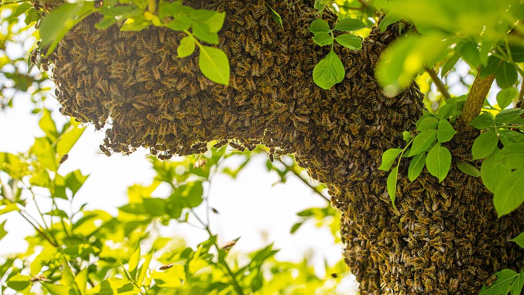 What Is A Swarm And Why Do Bees Do It?