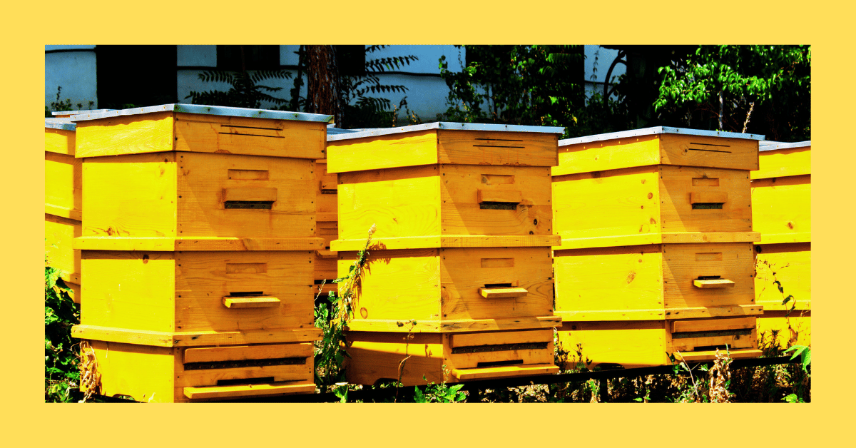 Where To Place A Beehive: 15 Key Tips For Beehives' Success!