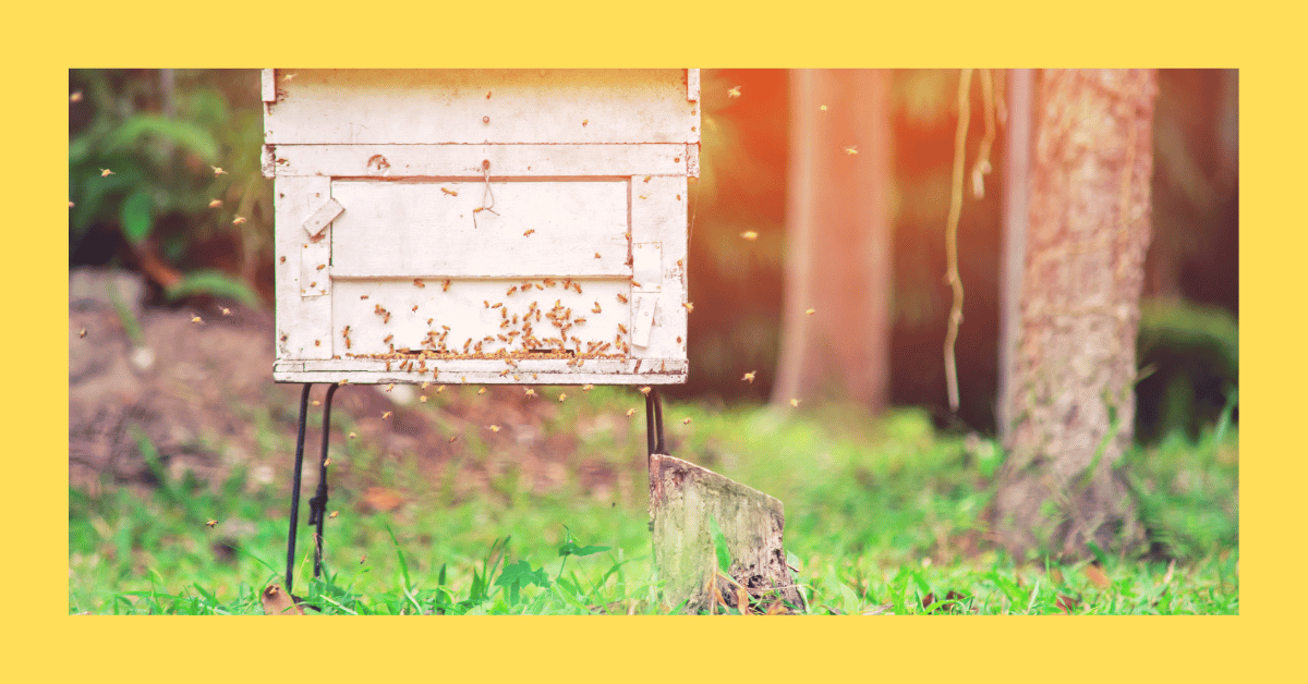 Where To Place A Beehive: 15 Key Tips For Beehives' Success!