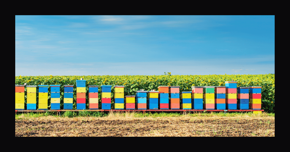 Where To Place A Beehive: 15 Key Tips For Beehives' Success!